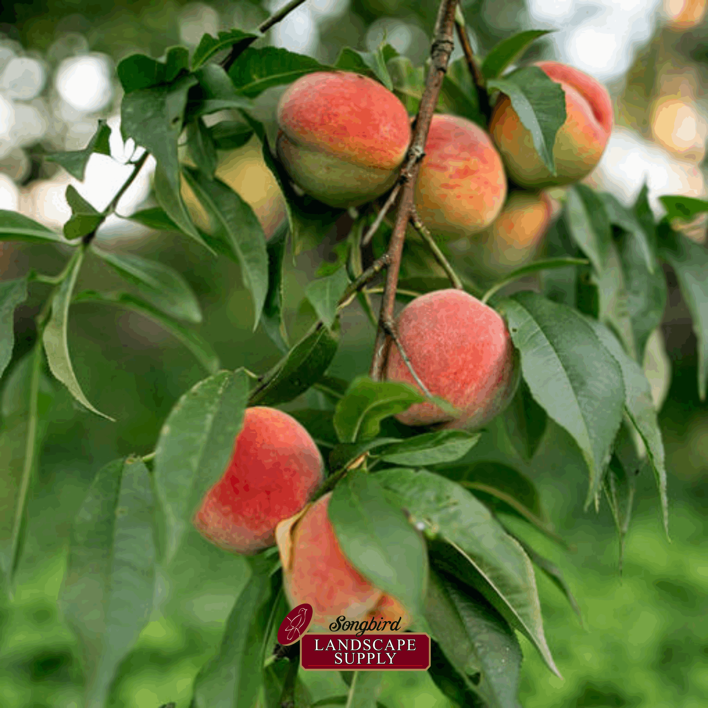Bare-Root Peach Tree – Songbird Landscape Supply