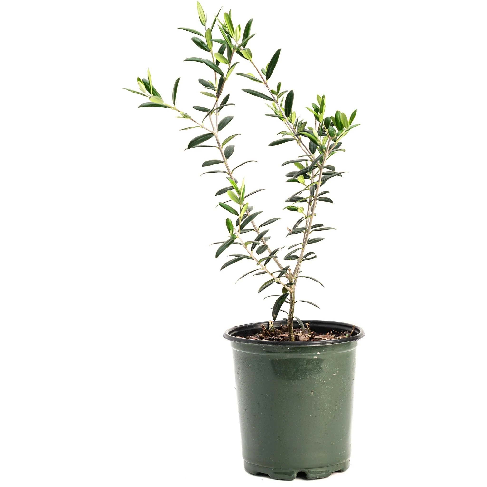 Olea "Arizona Fruitless" – Songbird Landscape Supply