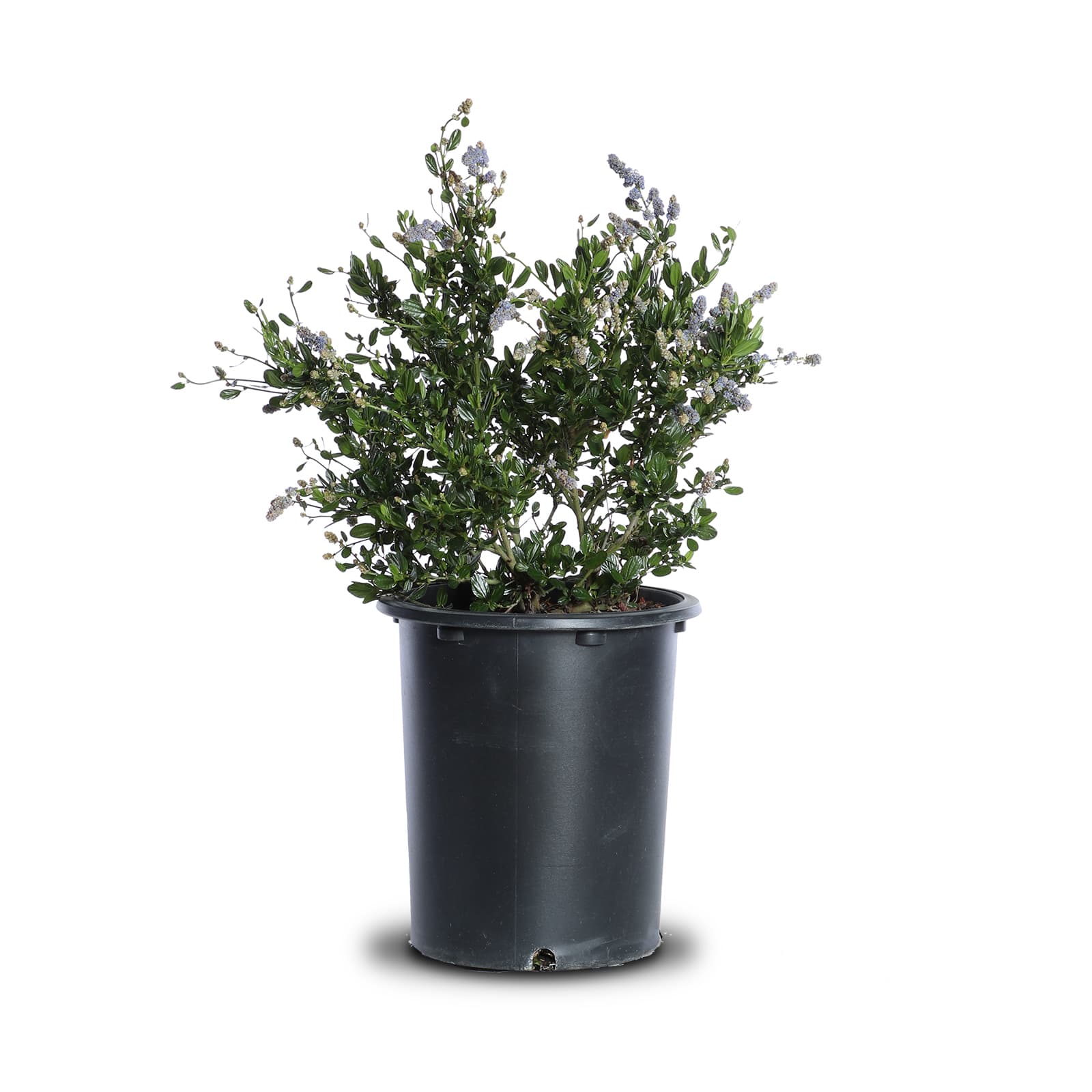 Ceanothus "Sky Lark" – Songbird Landscape Supply