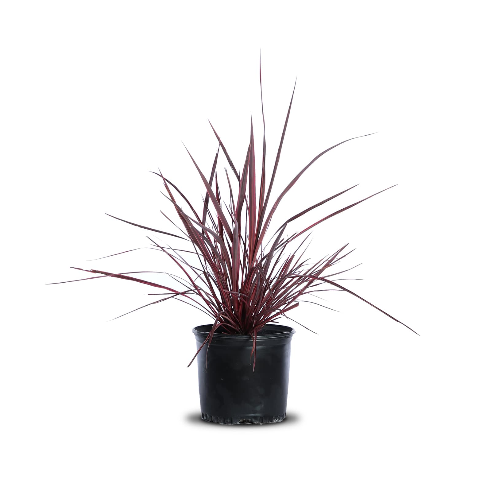 Cordyline "Electric pink – Songbird Landscape Supply