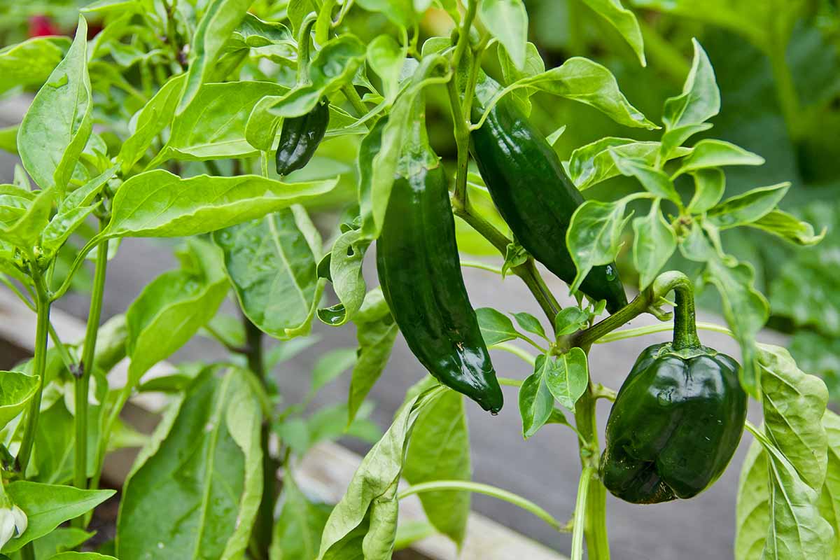 Pablano Pepper 4" Deep Pot – Songbird Landscape Supply