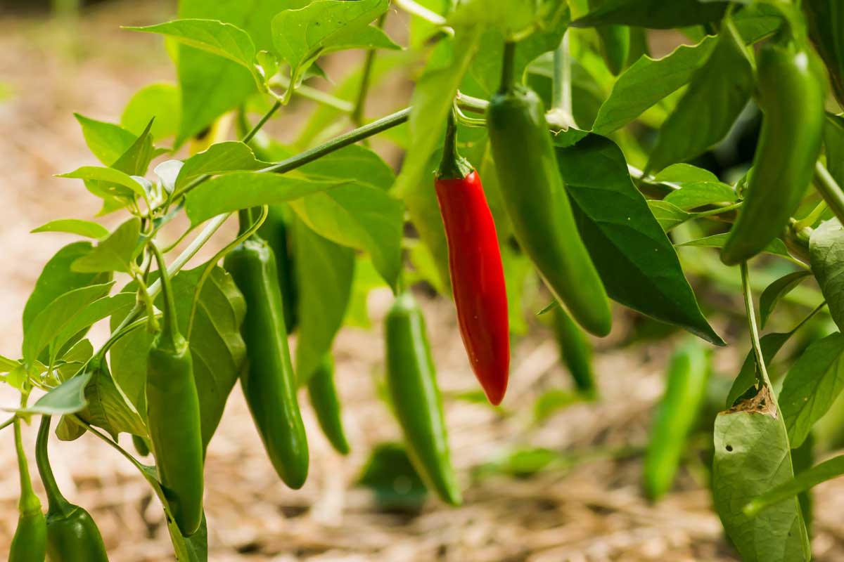 Serrano Pepper 4" Deep Pot – Songbird Landscape Supply