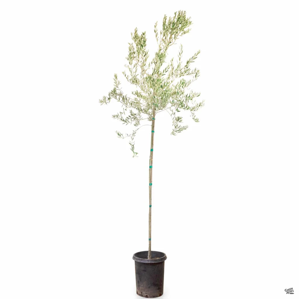 Olea "Wilsonii" STD – Songbird Landscape Supply