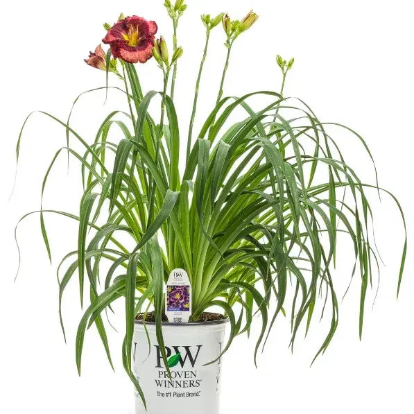 Daylily "Red Magic" – Songbird Landscape Supply