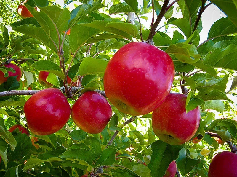 Apple 'Pink Lady' – Songbird Landscape Supply